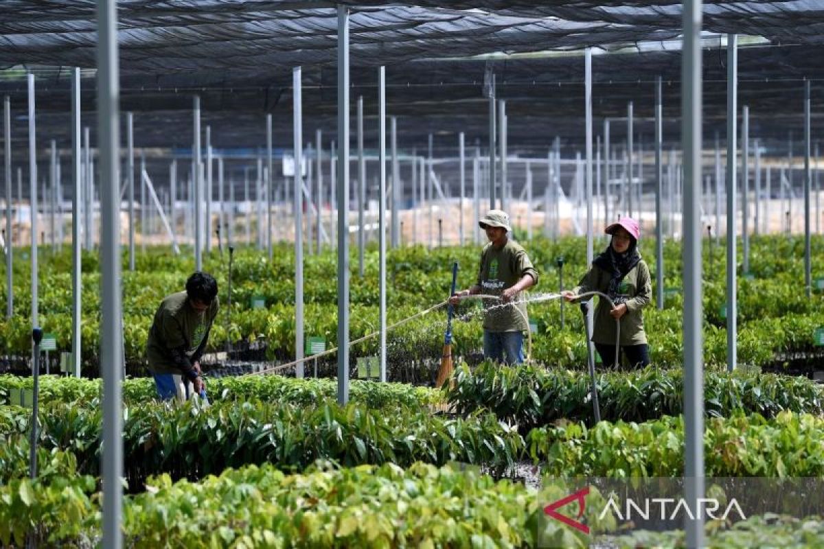 Perawatan bibit tanaman di Persemaian Mentawir - ANTARA News