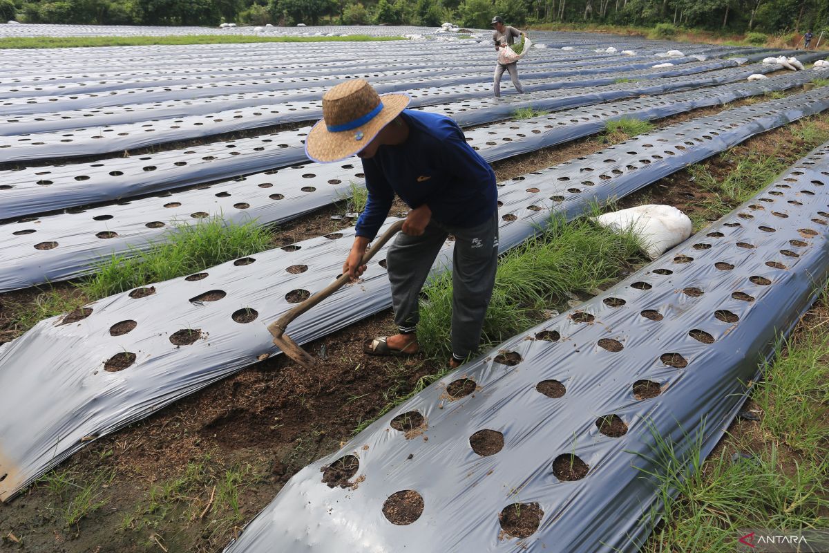 Optimalisasi lahan tidur jadi andalan untuk penuhi kebutuhan pangan - ANTARA News