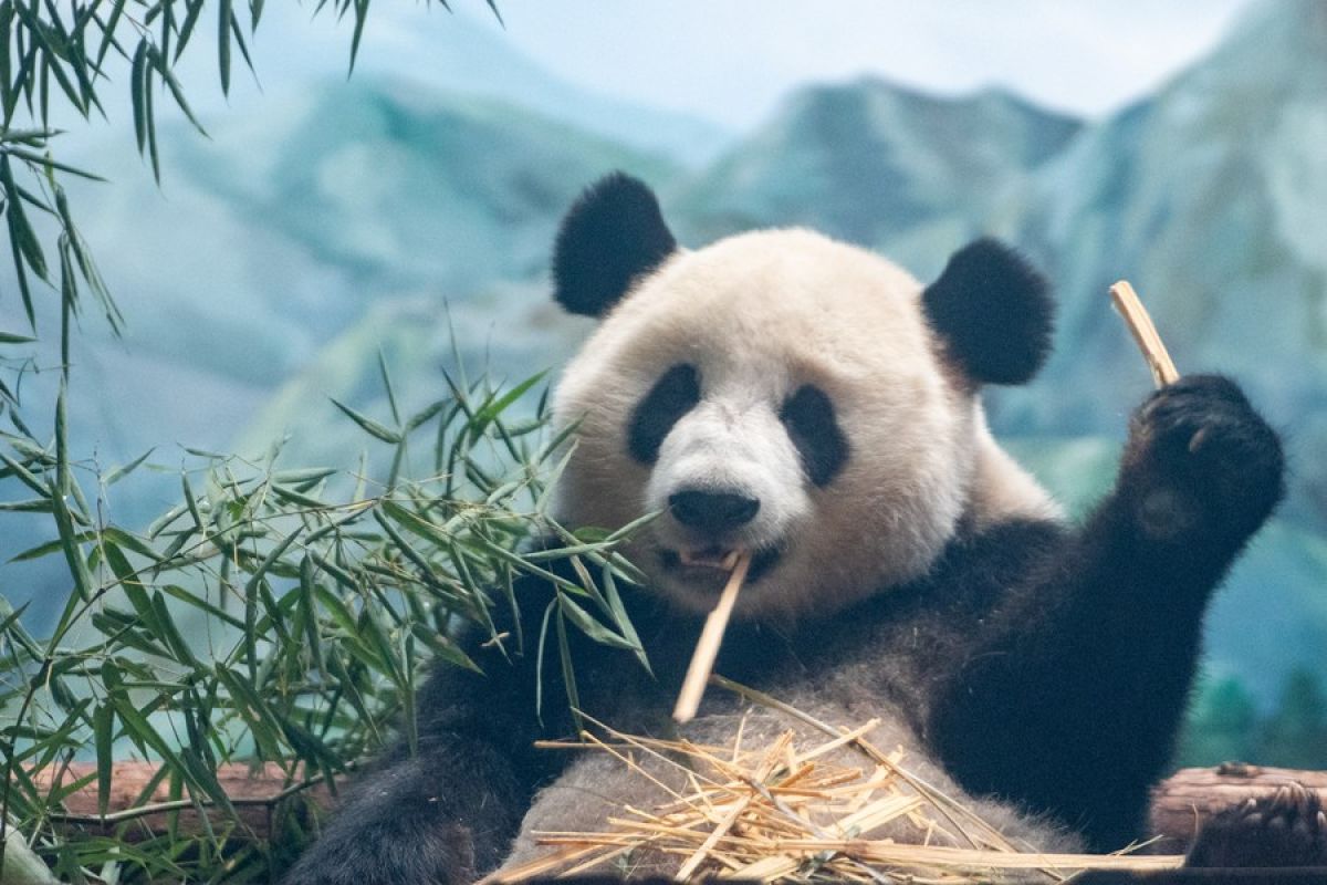 Dua panda raksasa penghuni baru Kebun Binatang Wuhan di China tengah ...