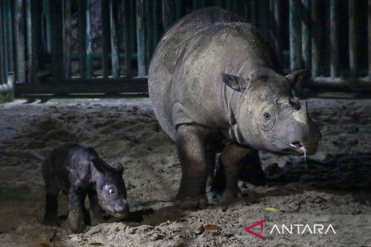 Kelahiran bayi badak sumatra di Suaka Rhino Sumatera TNWK - ANTARA News