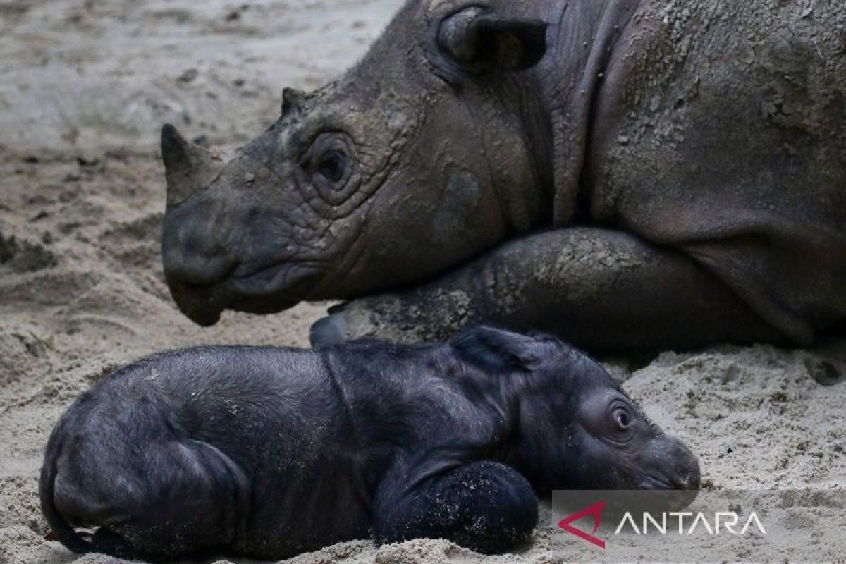 Kelahiran bayi badak sumatra di Suaka Rhino Sumatera TNWK - ANTARA News