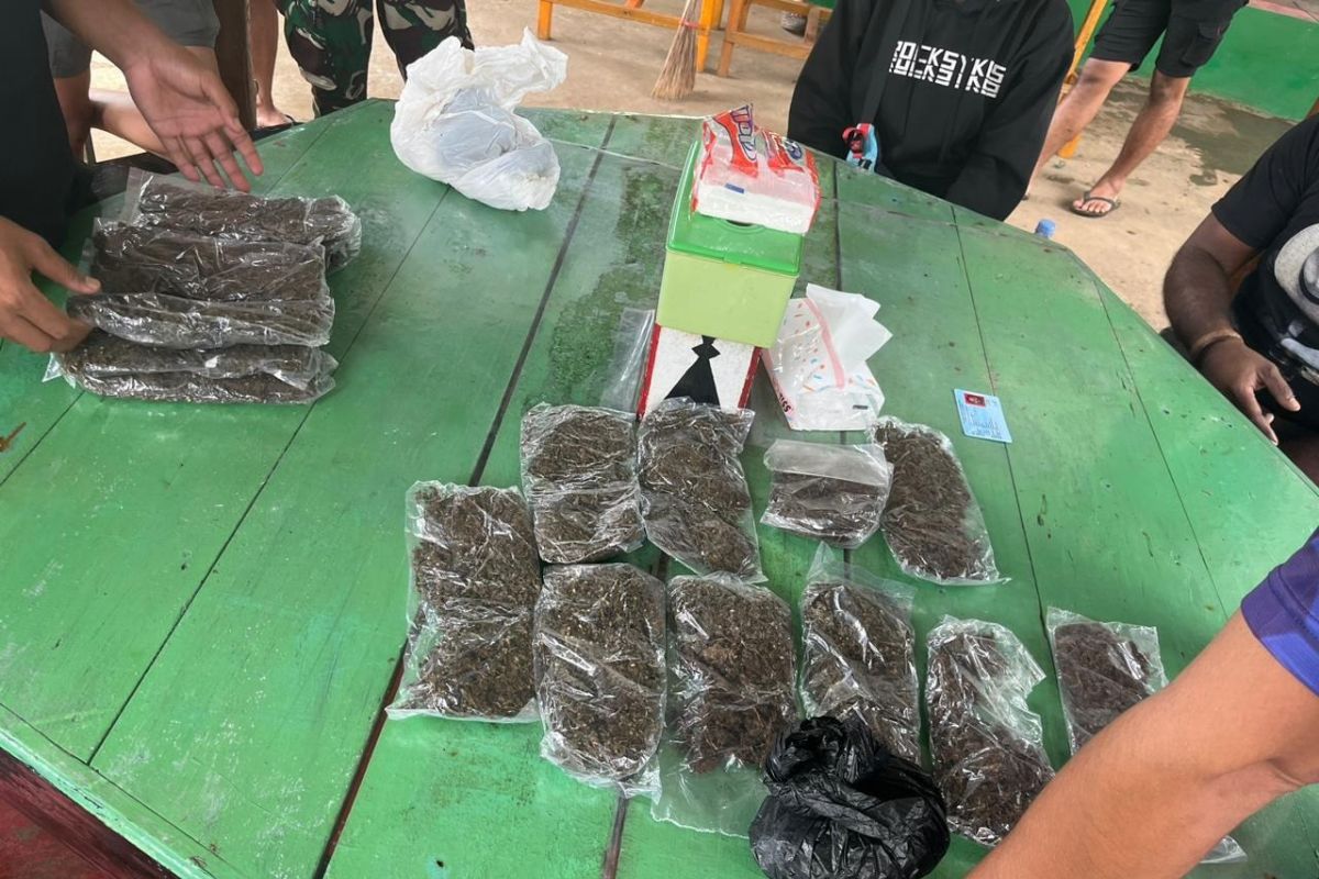 Operasi Gabungan Bea Cukai-TNI-Polri Gagalkan Penyelundupan Ganja di Perbatasan Papua Nugini ...