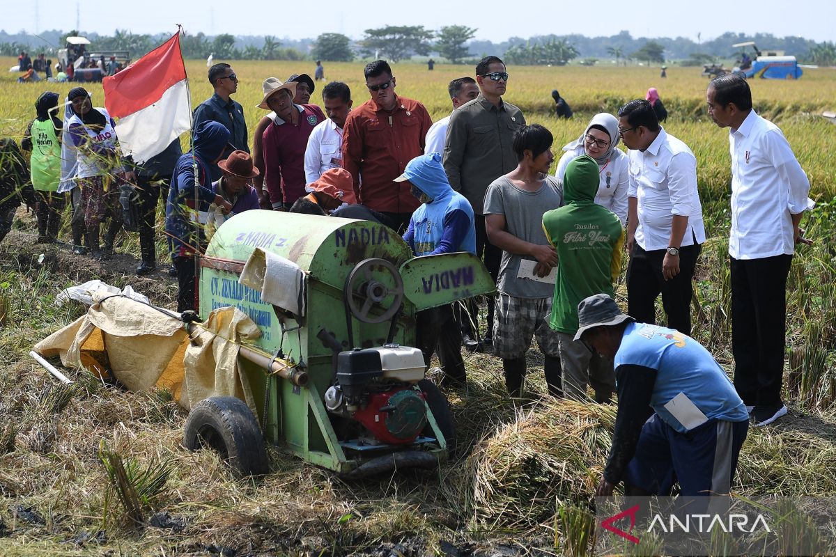 Presiden Joko Widodo tinjau panen padi di Indramayu - ANTARA News
