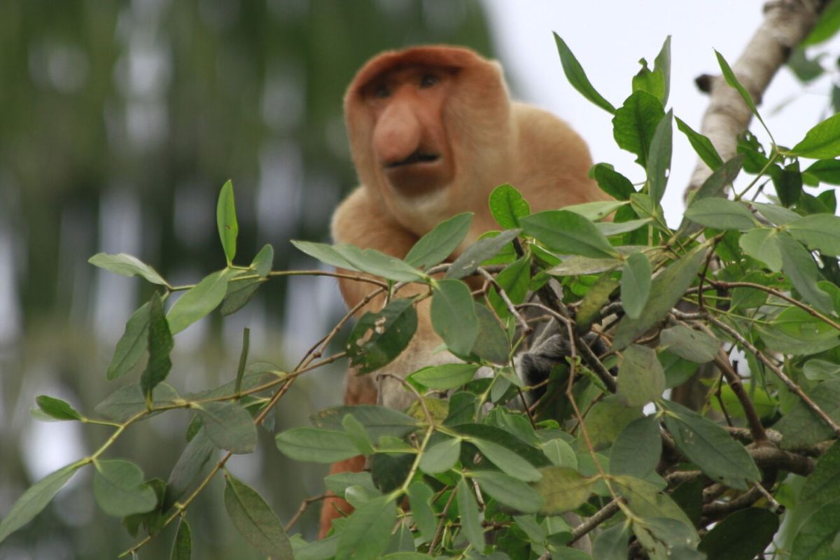 Pertamina EP Sangasanga kembangkan pokdarwis bagi pelestarian bekantan ...