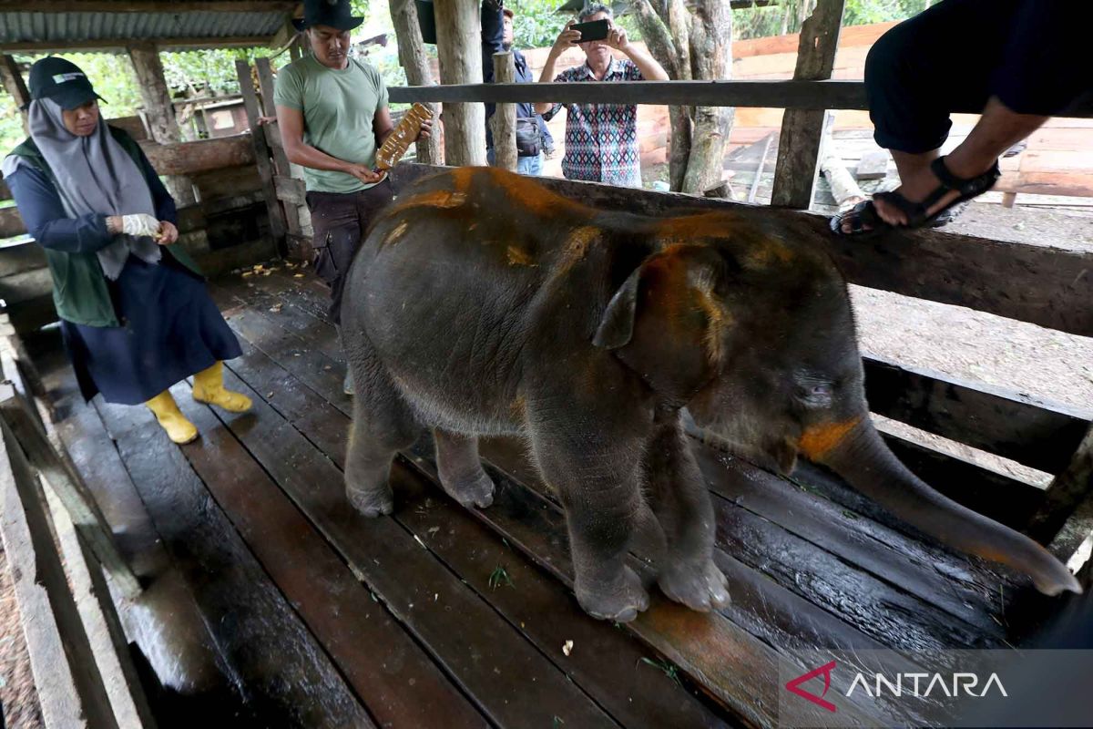 Upaya perawatan anak gajah Sumatera - ANTARA News