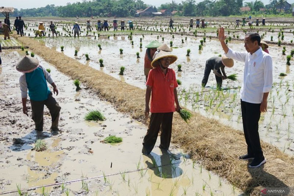 Presiden meninjau tanam padi dan berdialog dengan petani di Kabupaten Pekalongan - ANTARA News