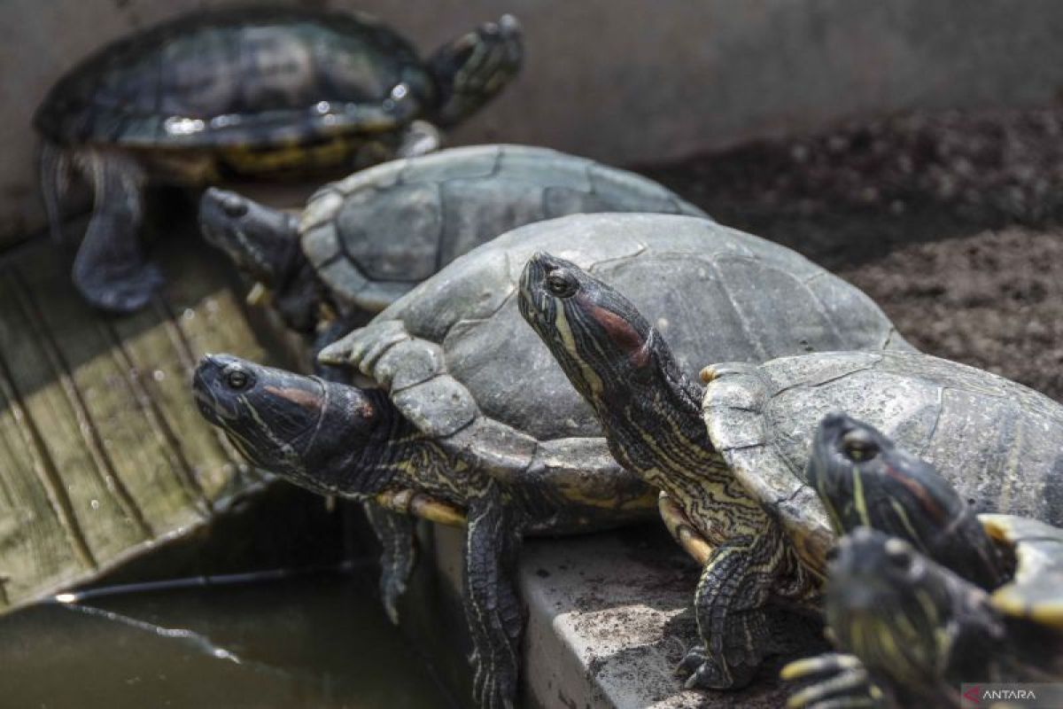 Budidaya kura-kura hijau Brasil di penangkaran War's turtle - ANTARA News