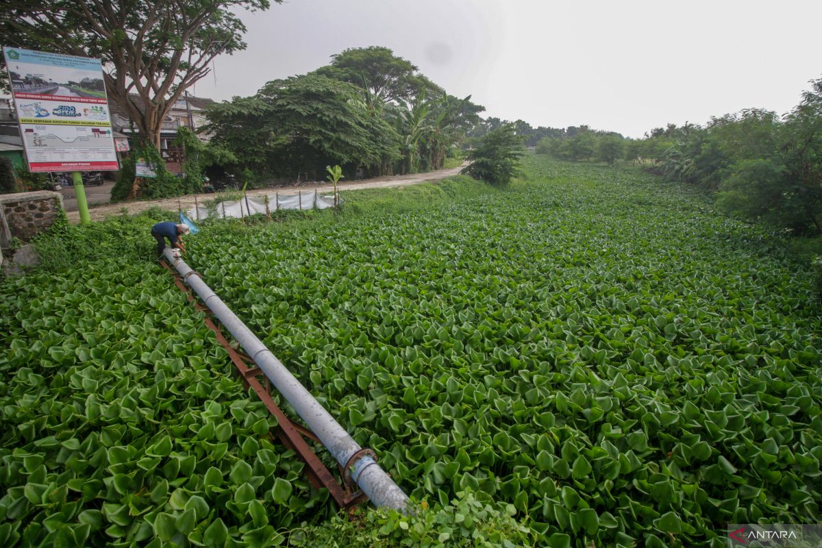 Sungai dipenuhi tumbuhan eceng gondok - ANTARA News Jawa Timur