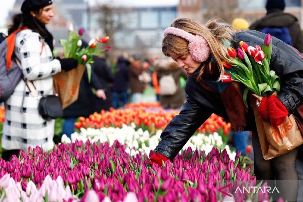 Keindahan Hari Tulip Nasional di Belanda - ANTARA News