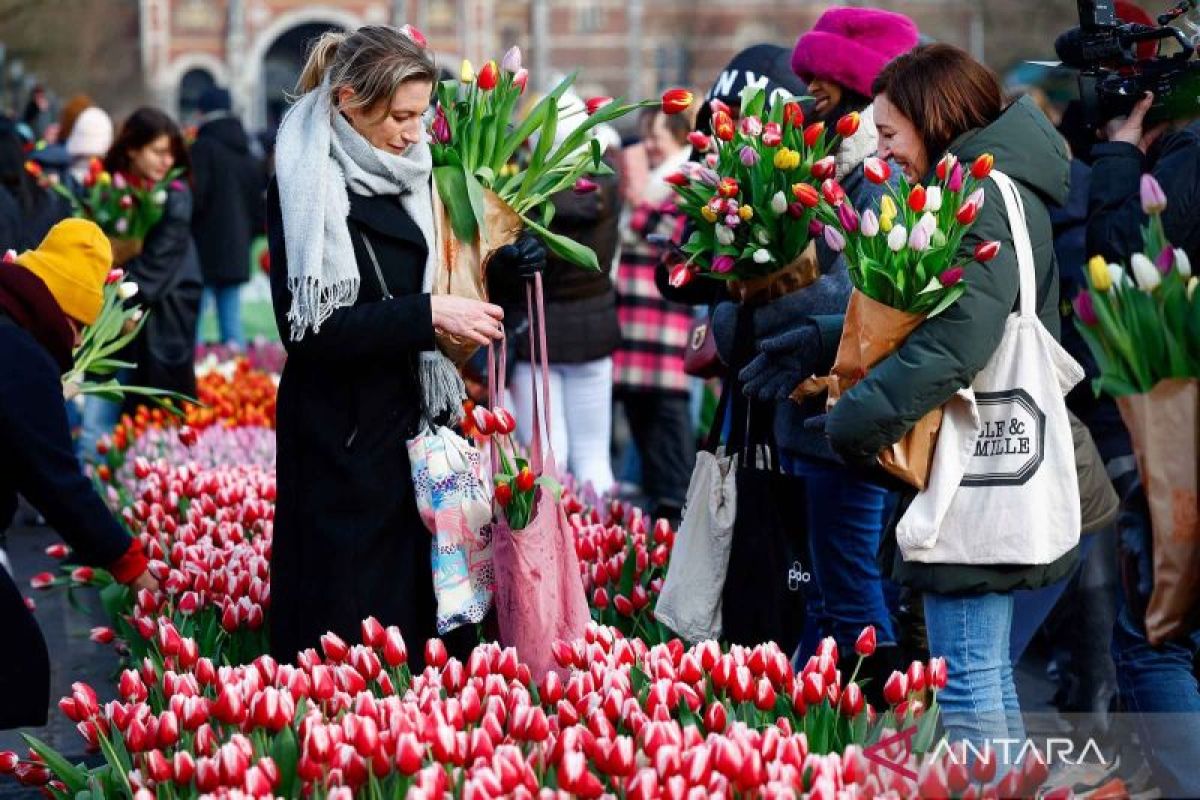 Keindahan Hari Tulip Nasional di Belanda - ANTARA News