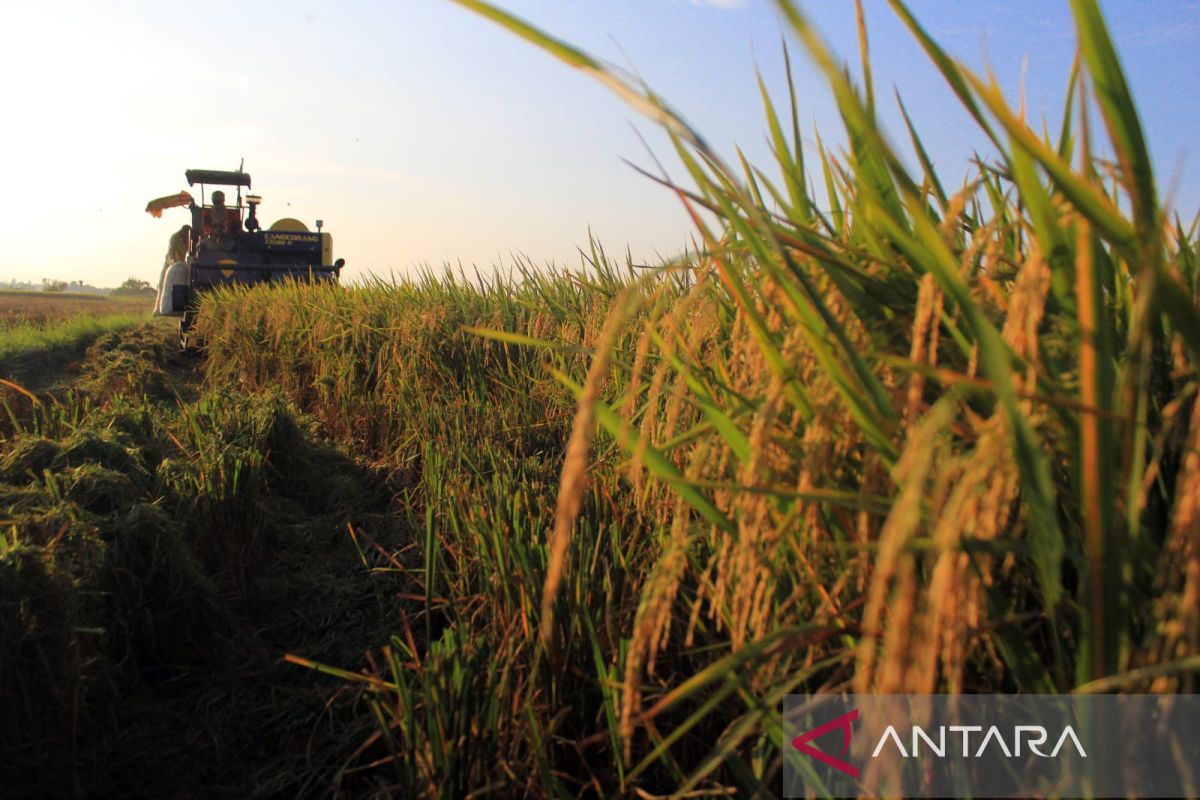 Target Produksi Padi Nasional 2024 - ANTARA News Sumatera Utara