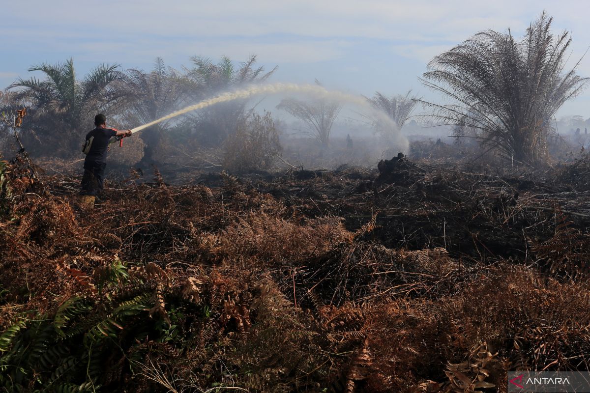 Karhutla di Aceh Barat akibat pembukaan lahan - ANTARA News