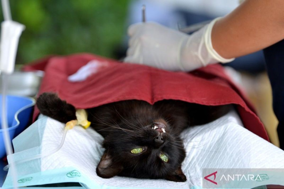 Pencegahan rabies di Bali - ANTARA News