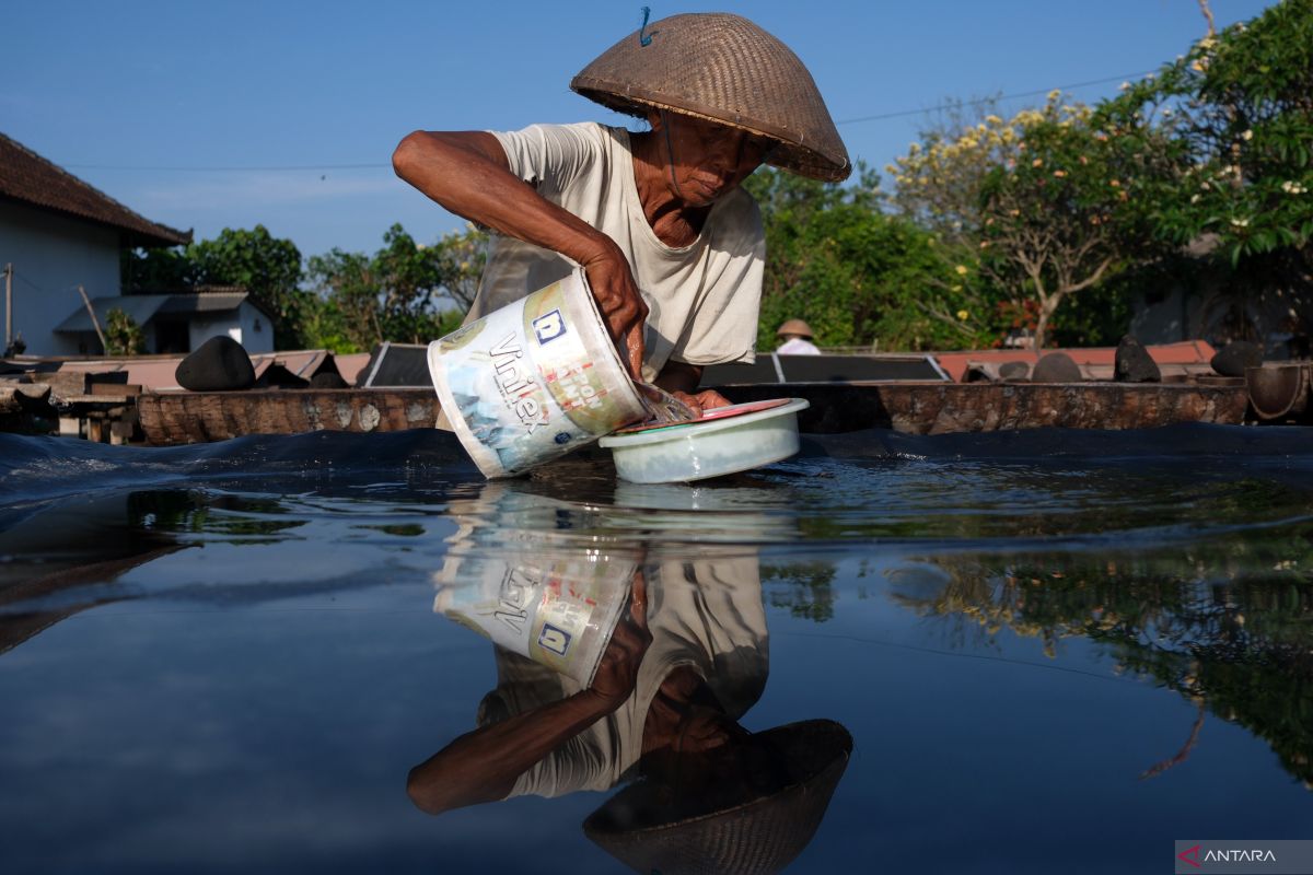 Eksotisme garam tradisional Indonesia - ANTARA News