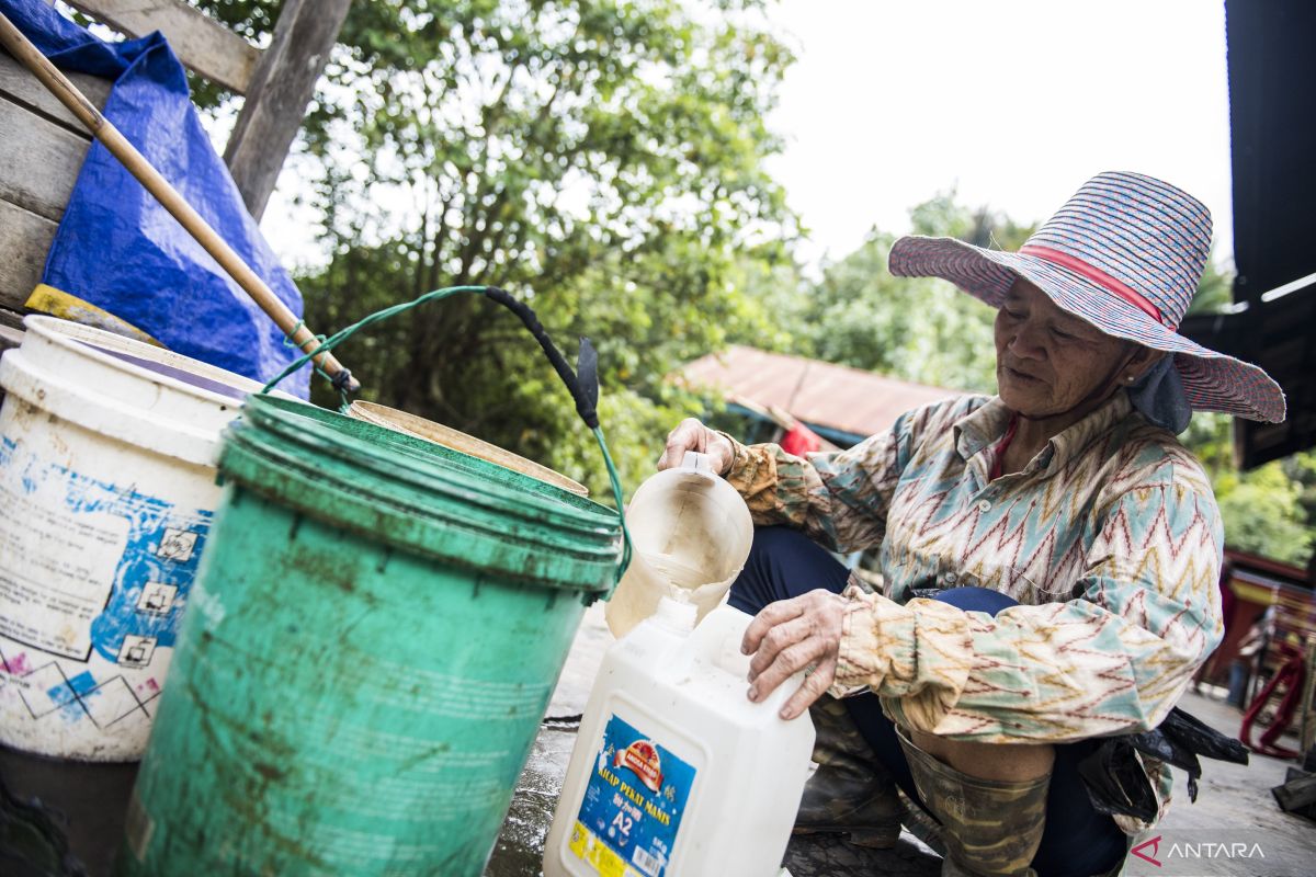 Eksotisme garam tradisional Indonesia - ANTARA News