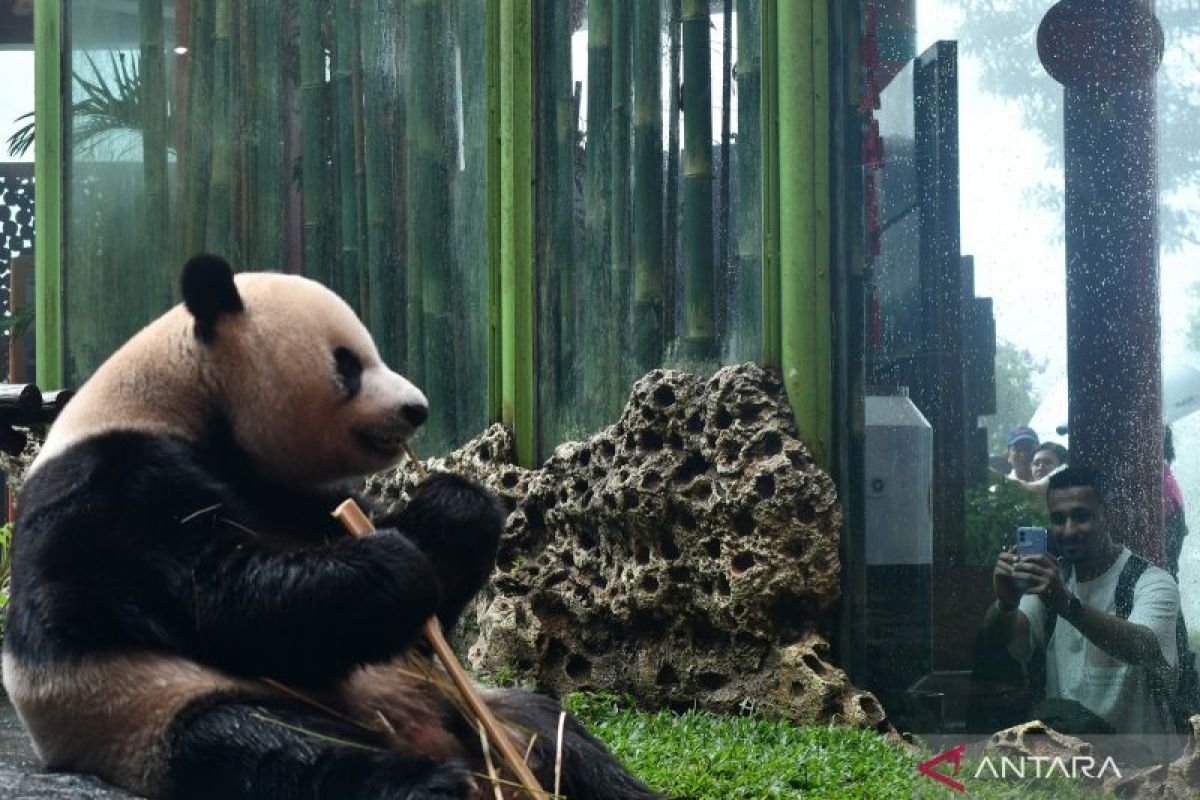 TSI Bogor gelar peringatan hari panda nasional - ANTARA News