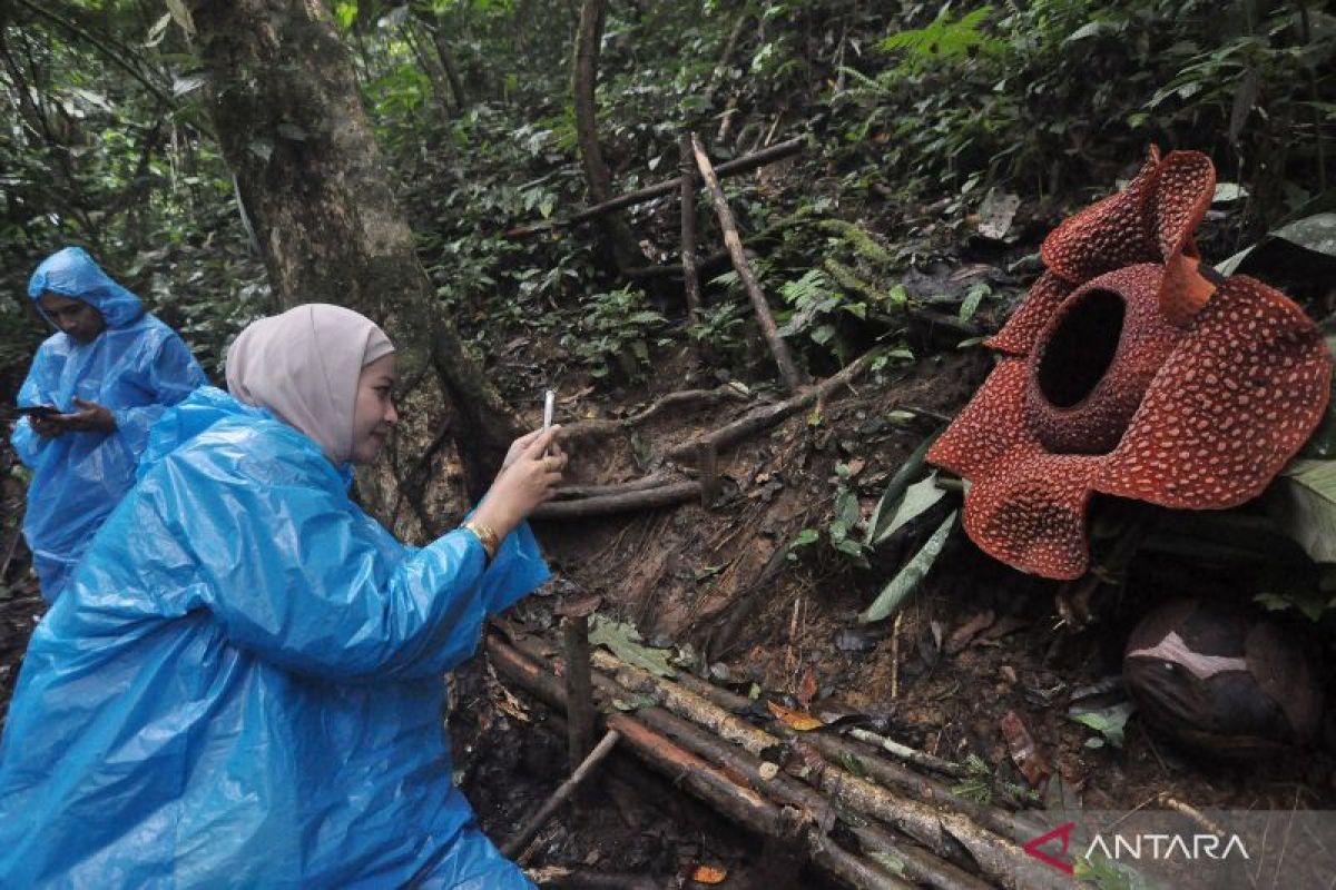 Bunga Rafflesia Arnoldii berkelopak enam mekar di Bengkulu - ANTARA News