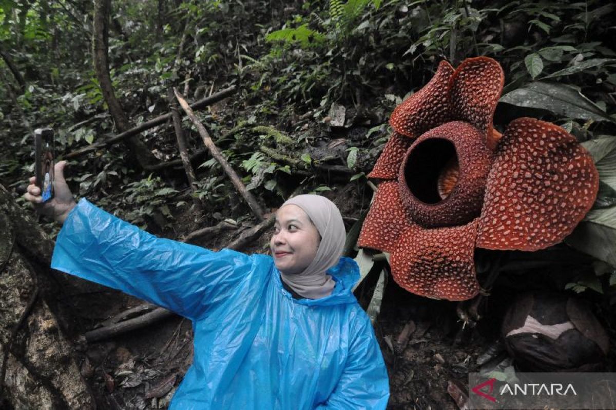 Bunga Rafflesia Arnoldii berkelopak enam mekar di Bengkulu - ANTARA News