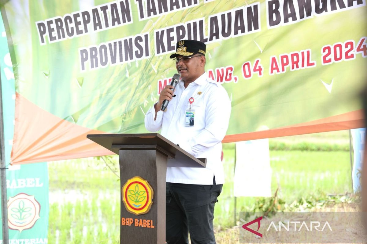 Pj Gubernur Babel dan Forkopimda tanam padi di desa Kimak - ANTARA News Bangka Belitung