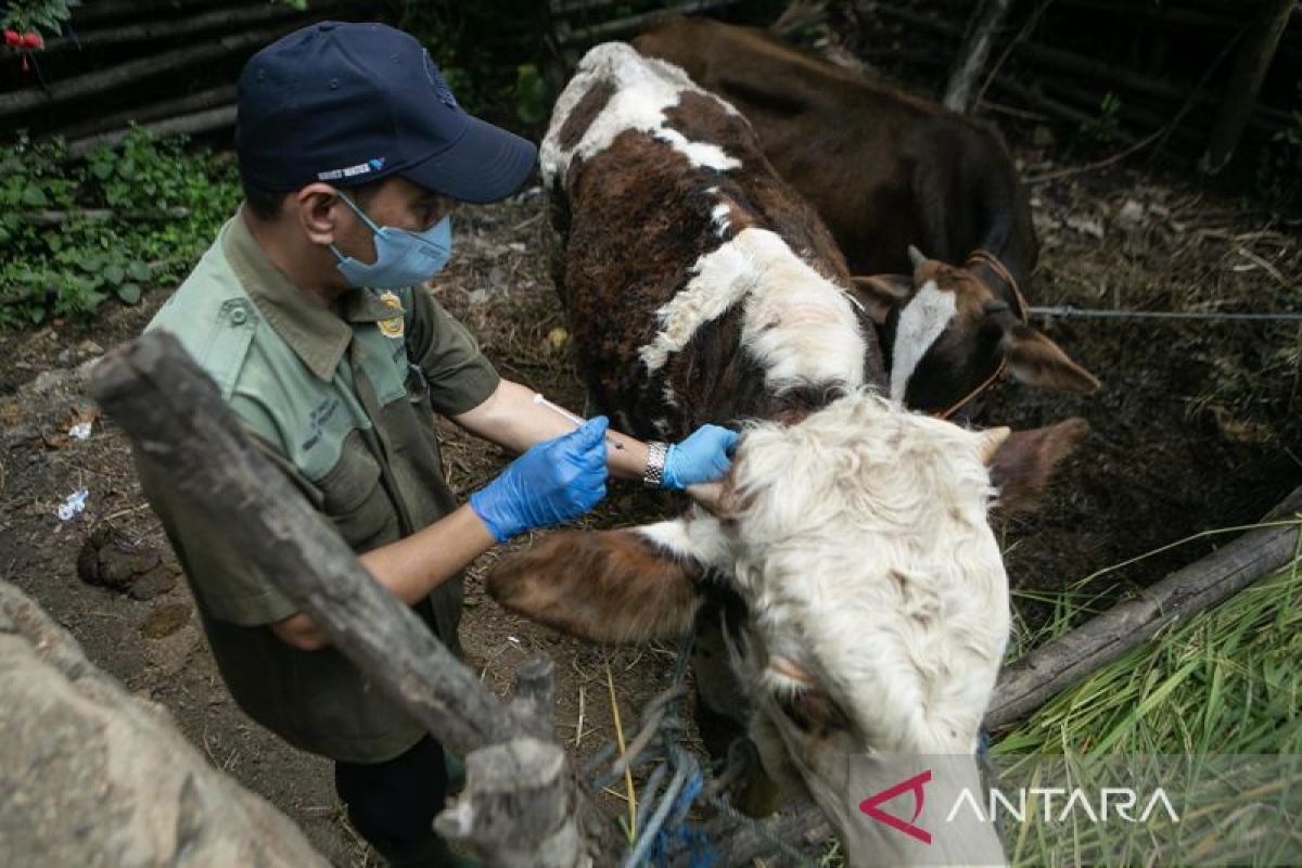 Kementan bersama AIHSP cegah penyebaran virus antraks dengan vaksinasi - ANTARA News