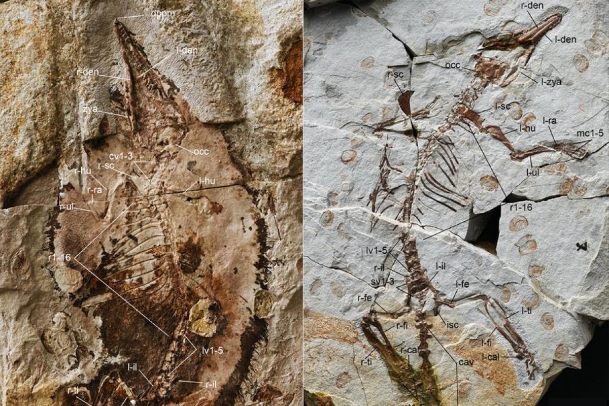 Ilmuwan China singkap evolusi awal mamalia - ANTARA News