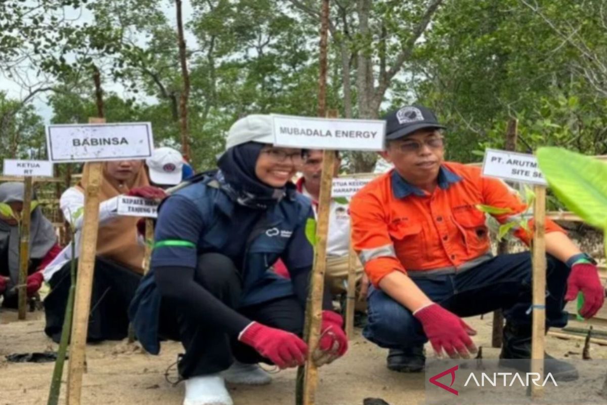 DLH Kotabaru dan perusahaan tanam 10.000 mangrove di Tanjung Pangga - ANTARA News