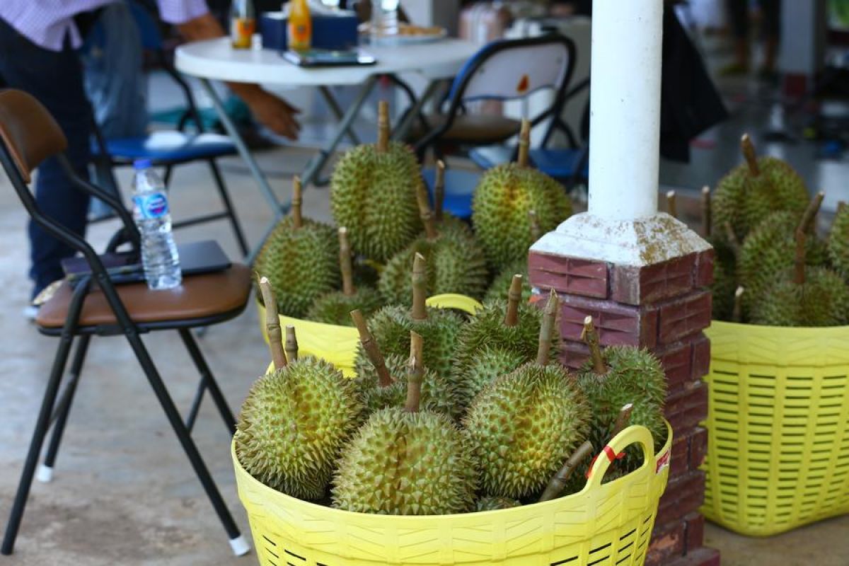 Teknologi digital China berdayakan penanaman durian di Thailand ...