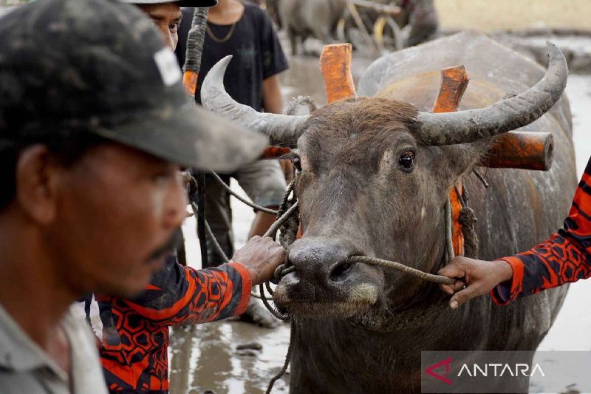Awal musim tanam disambut dengan tradisi karapan kerbau - ANTARA News