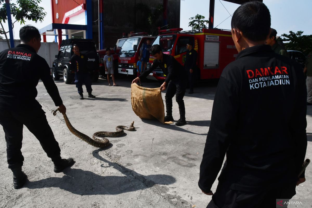 Pelatihan snake rescue petugas Damkar Madiun - ANTARA News Jawa Timur