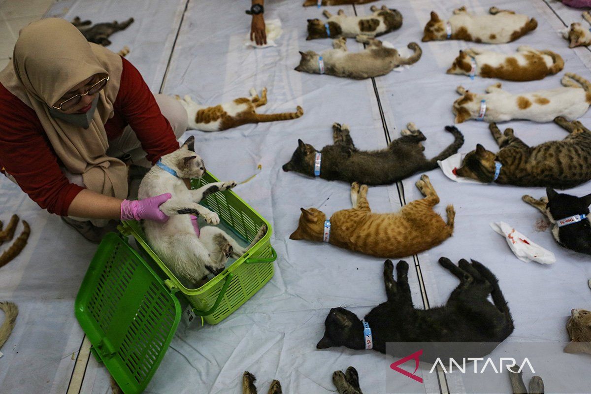 DKPKP Jakarta gelar sterilisasi kucing liar dan berpemilik tidak mampu ...