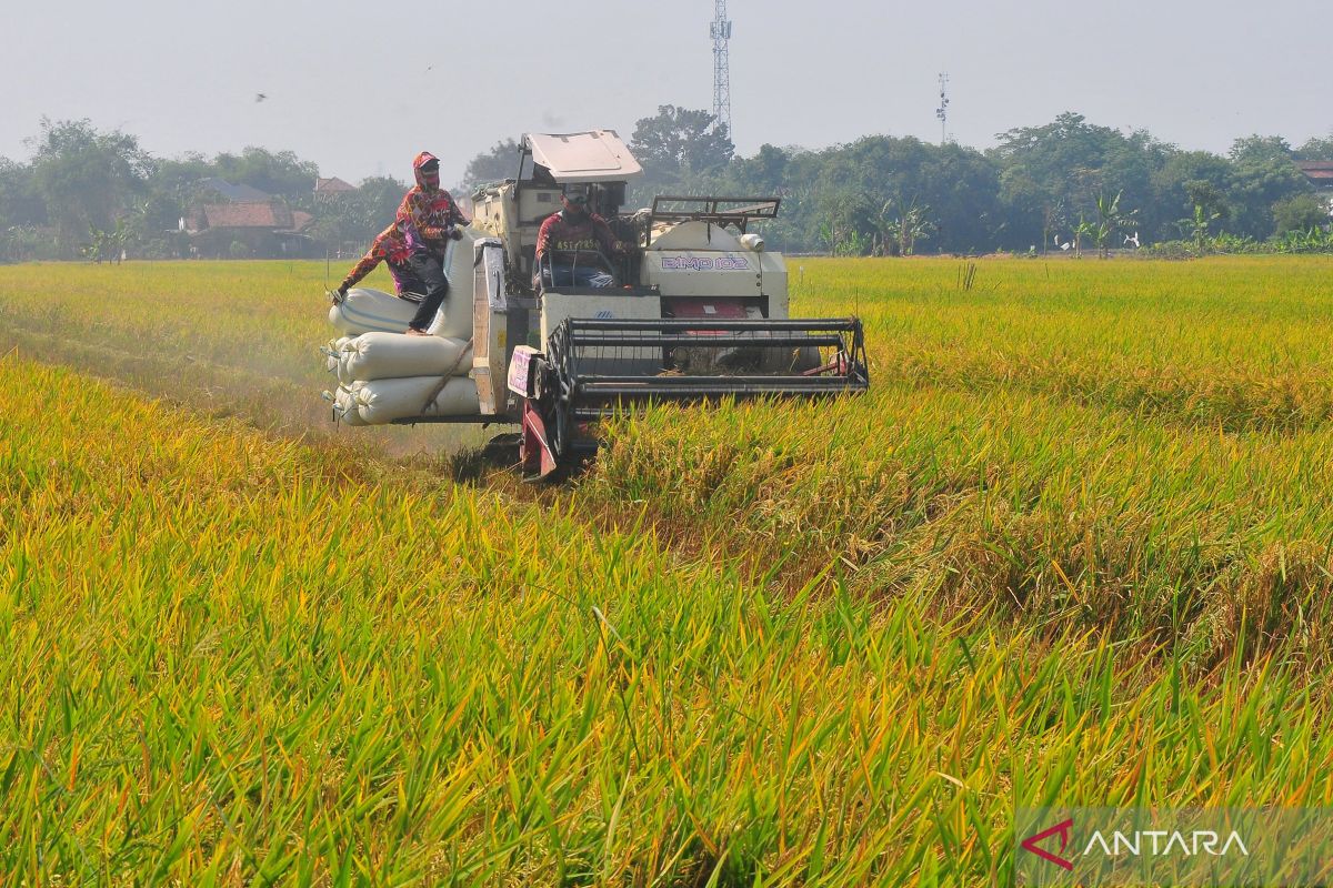 Lebih cepat dan efisien, petani di Kudus pilih gunakan mesin pemanen padi modern - ANTARA News