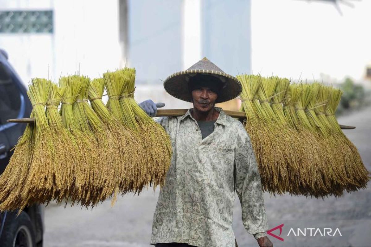Tradisi panen raya padi masyarakat adat Kasepuhan Citorek - ANTARA News