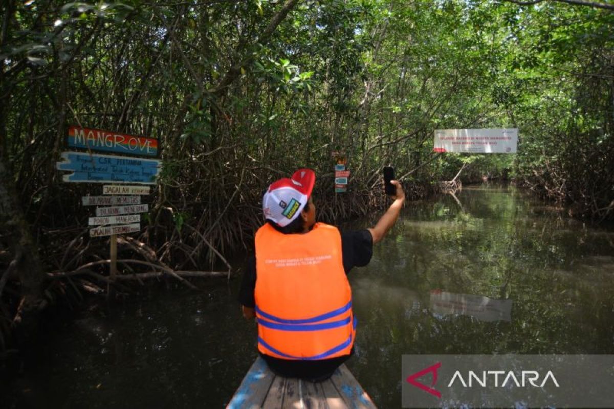 Menjelajahi hutan mangrove Teluk Buo - ANTARA News