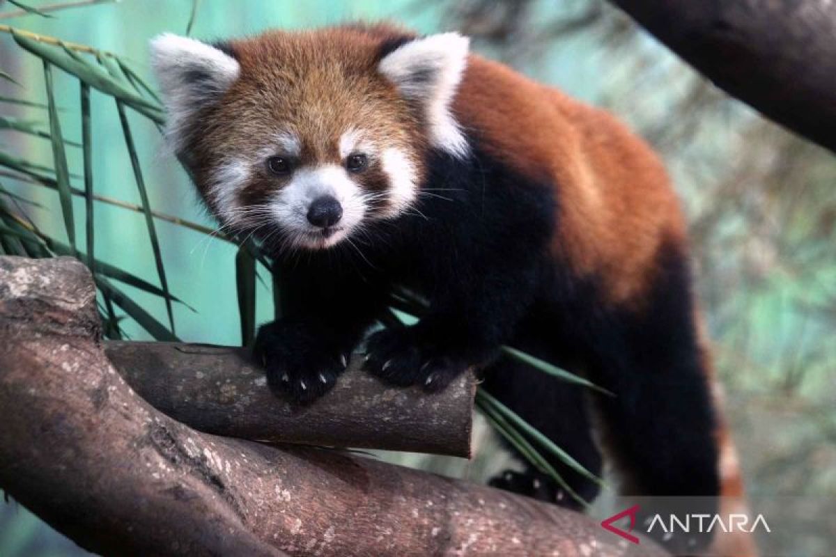 Kaito, panda merah asal Jepang jadi tambahan koleksi satwa Jatim Park ...