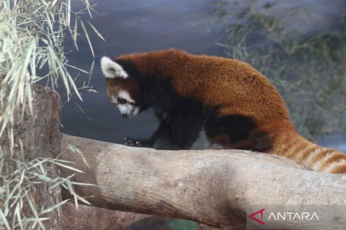 Kaito, panda merah asal Jepang jadi tambahan koleksi satwa Jatim Park ...