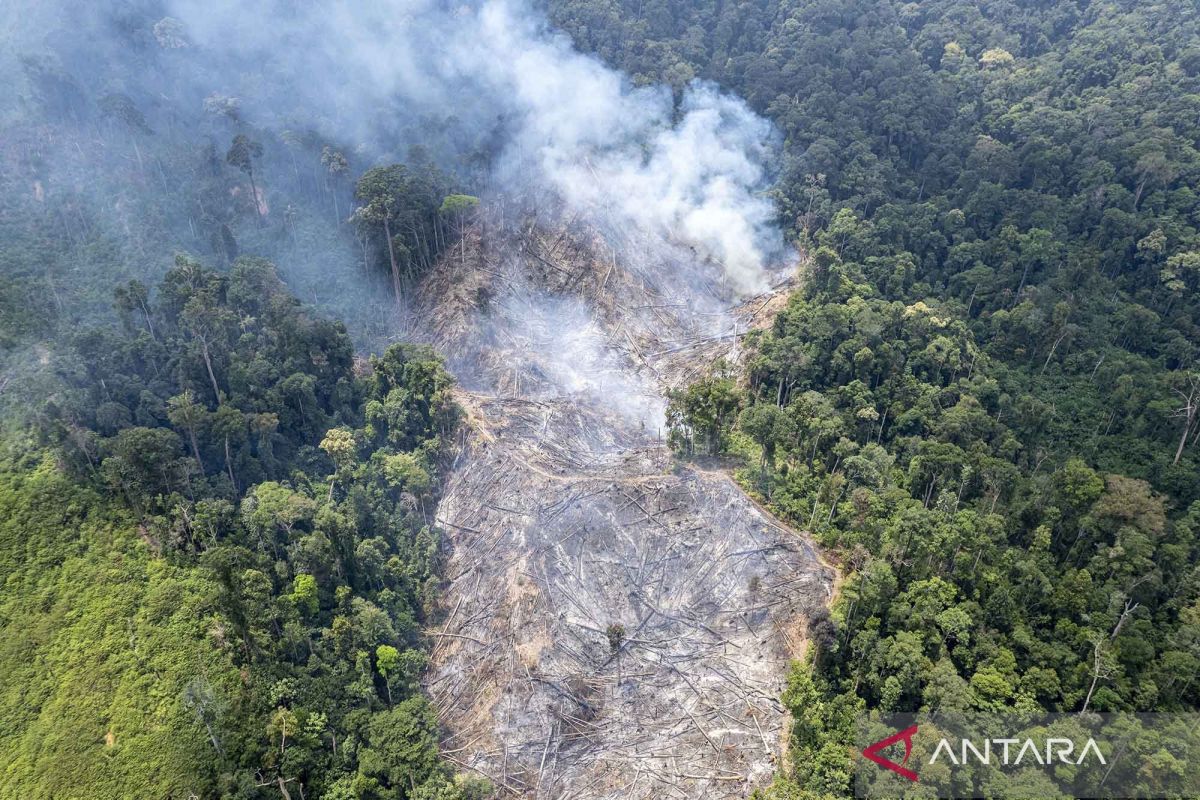 Hutan di kawasan penyangga Taman Nasional Bukit Tigapuluh terbakar - ANTARA News