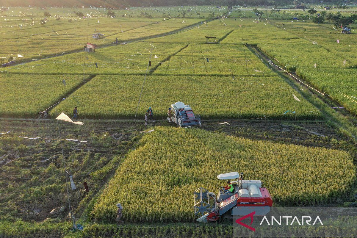 Kementan antisipasi ancaman darurat pangan dengan perluasan lahan pertanian - ANTARA News