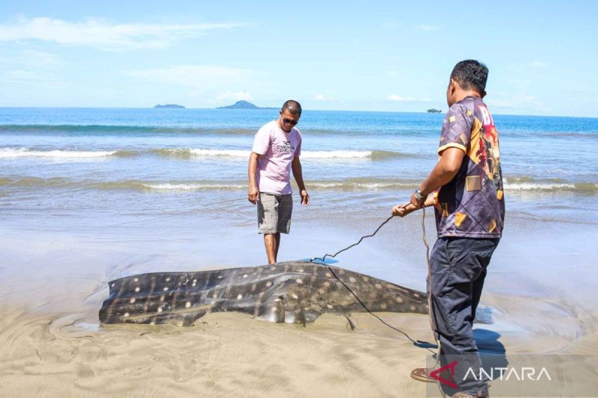 Hiu paus ditemukan terdampar dan mati di Pesisir Selatan Sumbar ...
