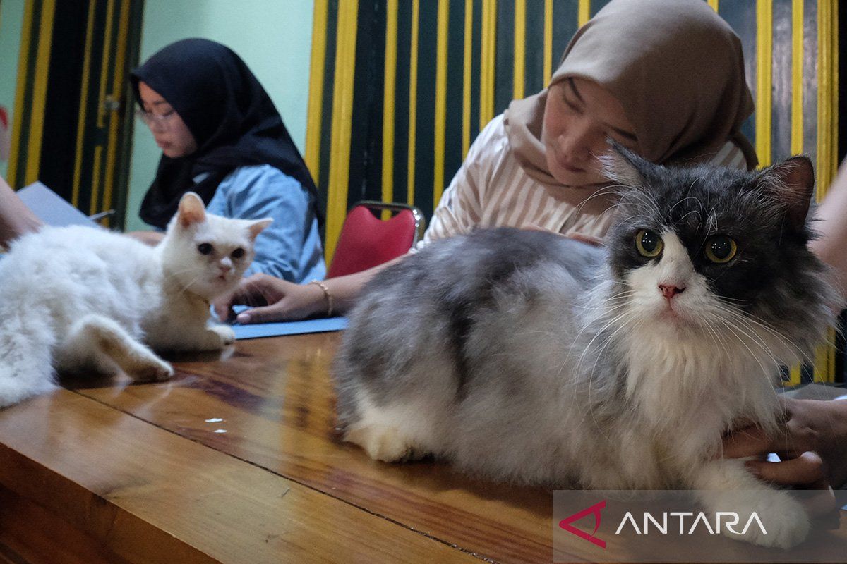 Lomba kucing difabel agar masyarakat lebih peduli terhadap kucing ...