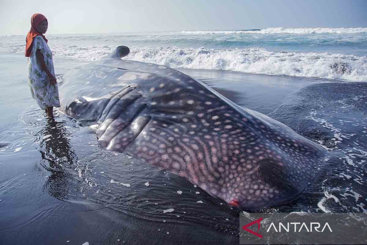 Hiu tutul terdampar di pesisir Lumajang akibat cuaca ekstrem - ANTARA News