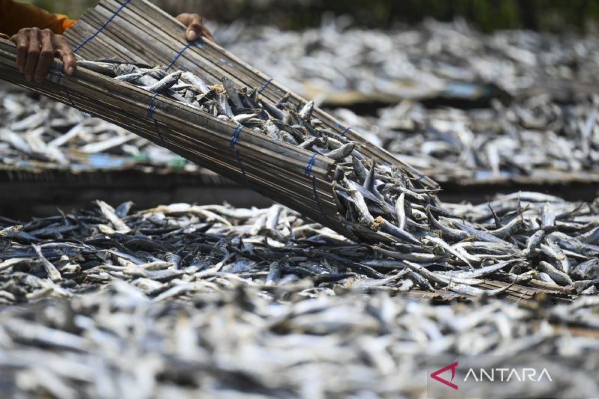 Kurangnya pasokan bahan baku menyebabkan produksi ikan asin menurun - ANTARA News