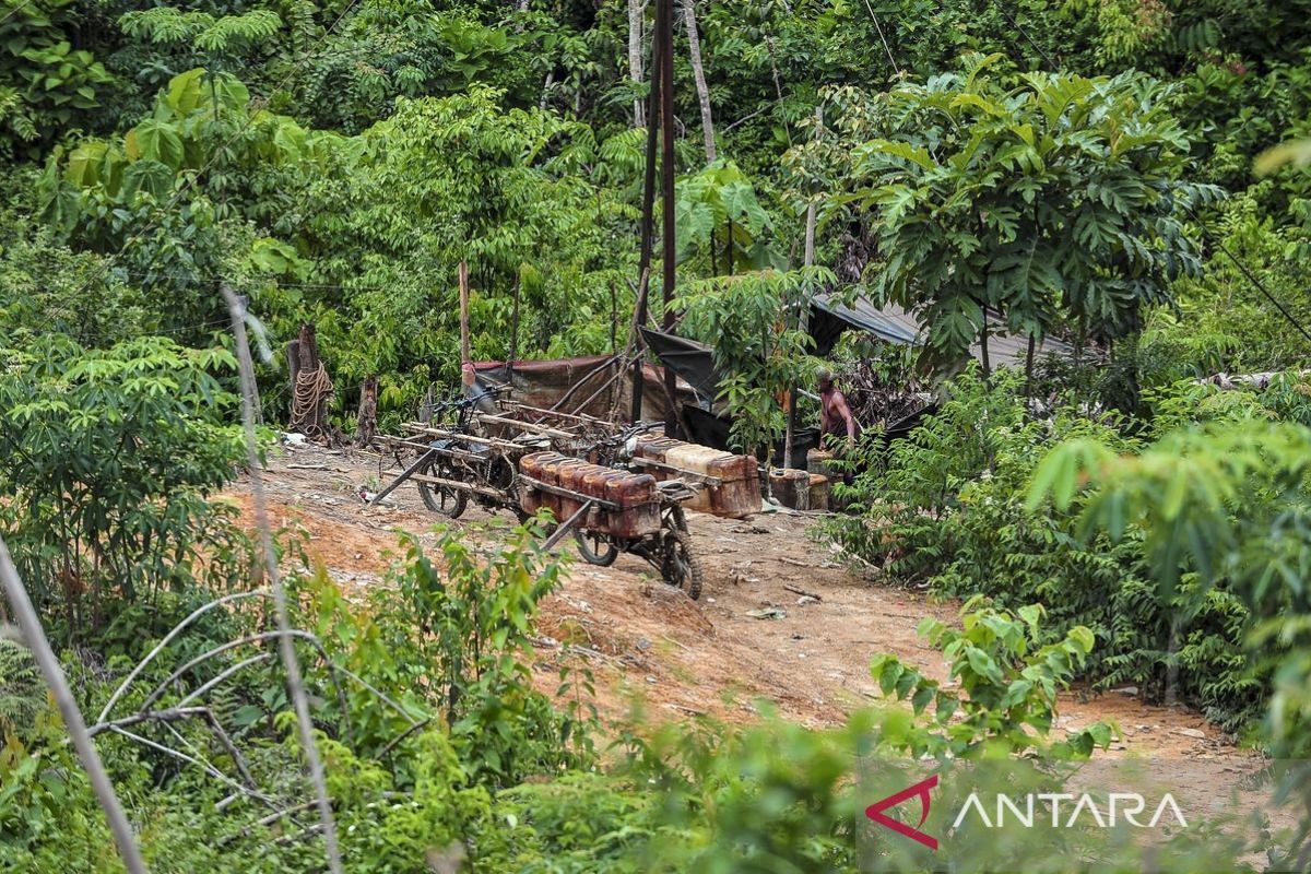 Ratusan hektare lahan di Hutan Harapan beralih fungsi menjadi pertambangan minyak ilegal ...