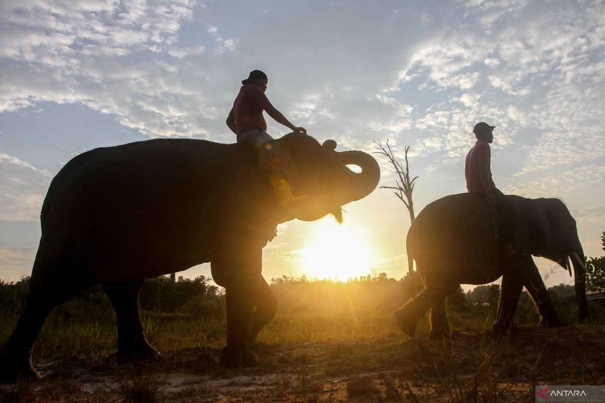 Harmonisasi gajah dan manusia di tol permai - ANTARA News