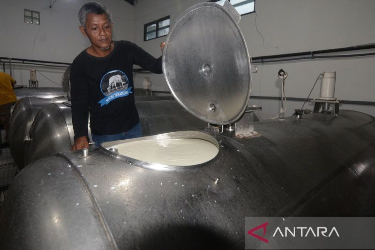 Kementerian Koperasi dorong koperasi peternak sapi perah miliki pabrik ...