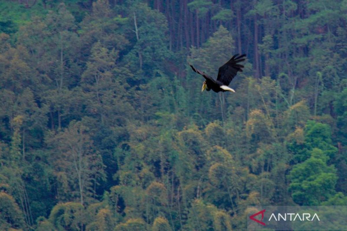 Burung Julang Emas dilepasliarkan di Taman Nasional Bromo Tengger ...
