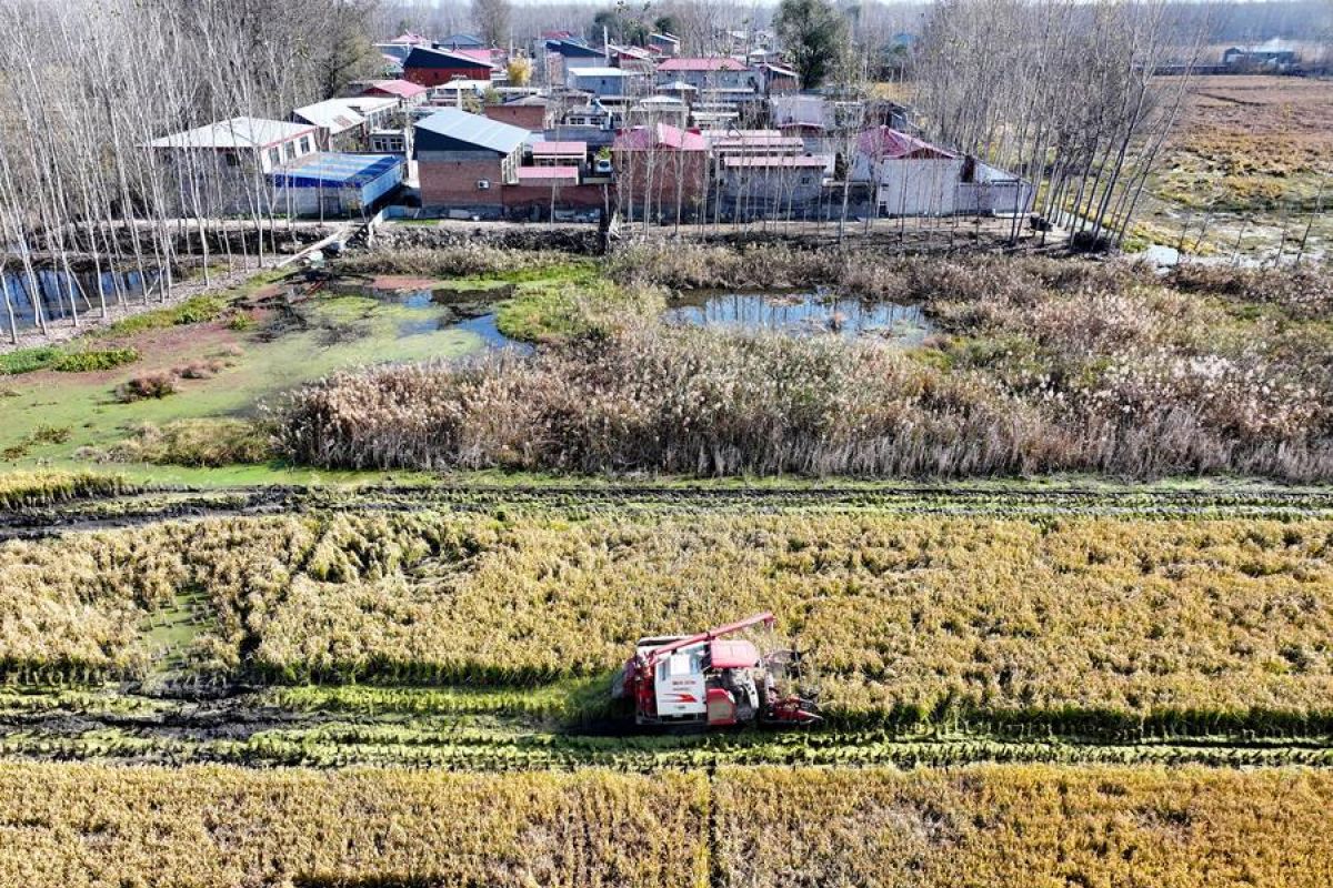 Kemajuan pertanian China hadirkan kesejahteraan di daerah pedesaan ...