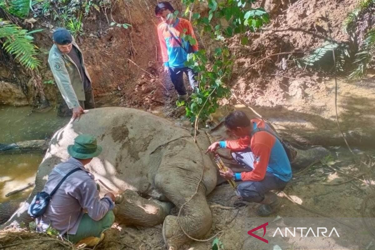 BKSDA pastikan gajah mati di Aceh Barat akibat jatuh ke lumpur - ANTARA News