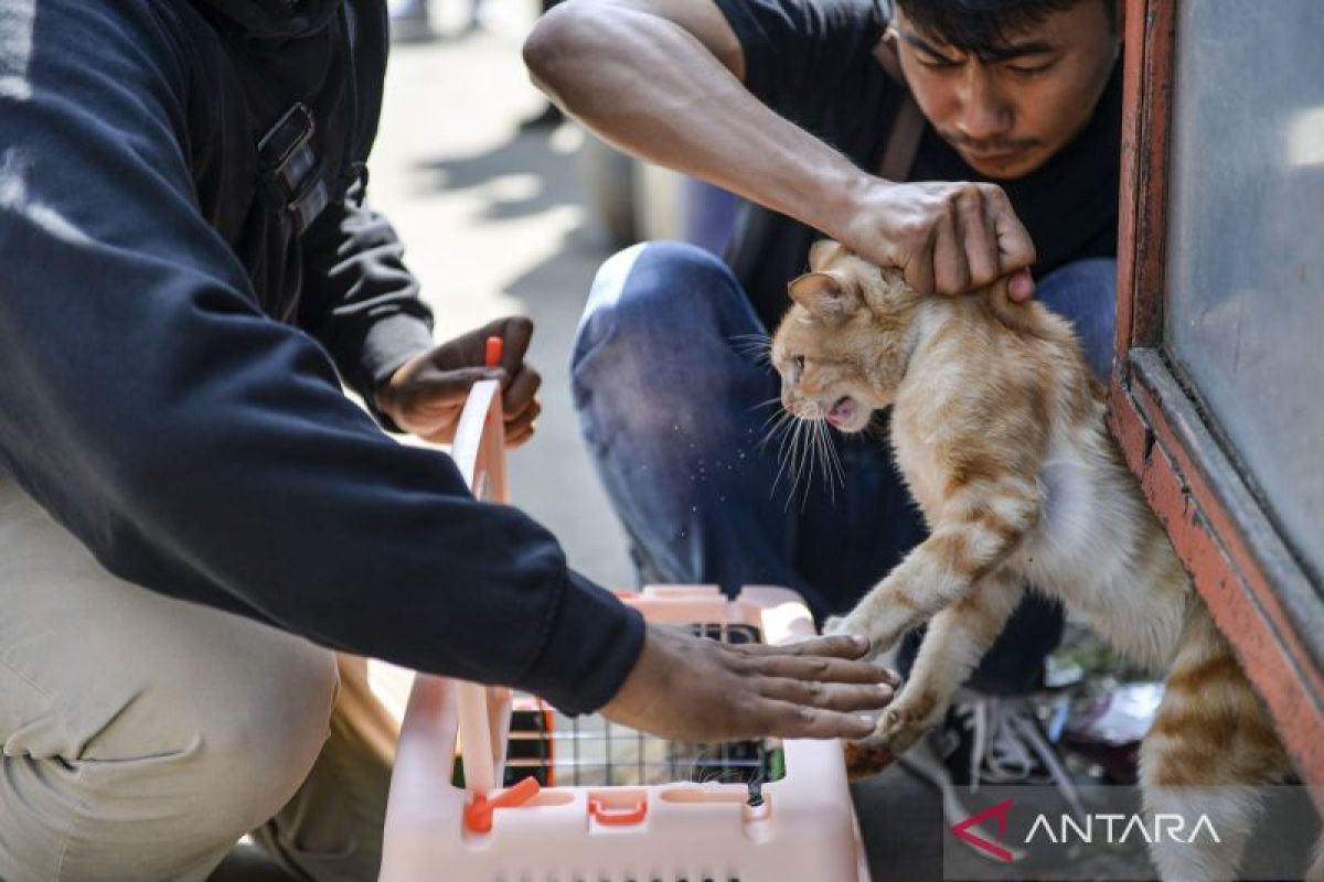 Program kontrol populasi kucing liar di Bandung - ANTARA News
