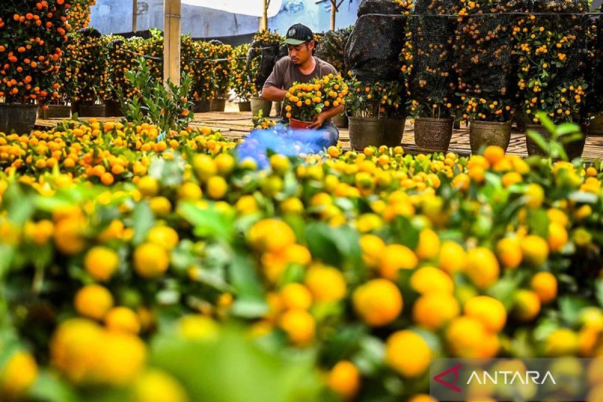 Pohon jeruk Imlek lambang keberuntungan - ANTARA News