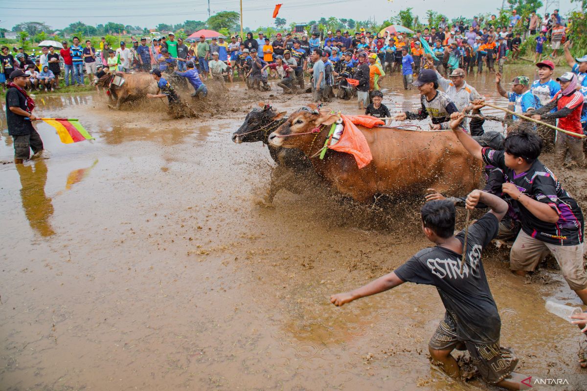 Tradisi karapan sapi brujul Probolinggo - ANTARA News Jawa Timur